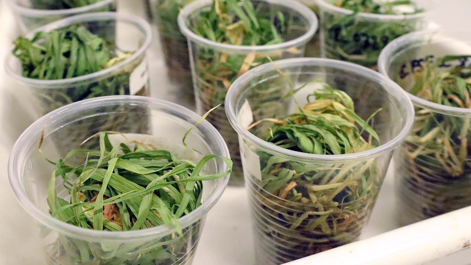 Compostability and biodegradation assessment