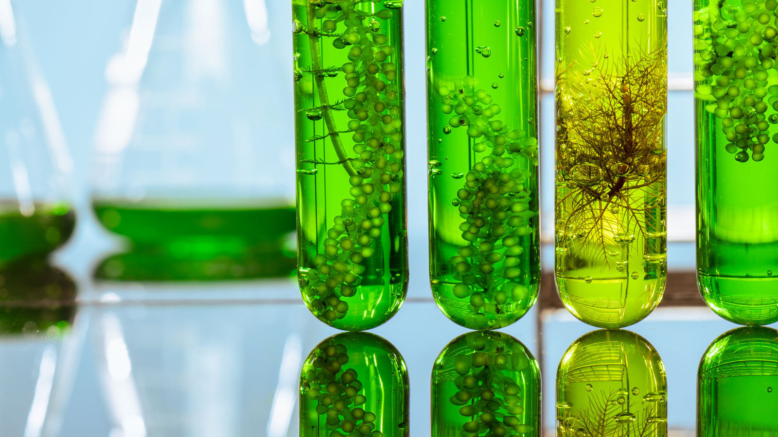FUELGAE: Advanced Transport BioFuels from Microalgae